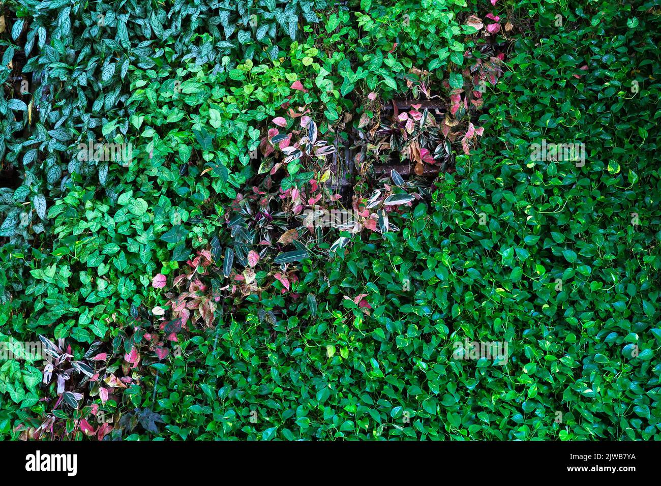 Pure green background of leaves Stock Photo - Alamy