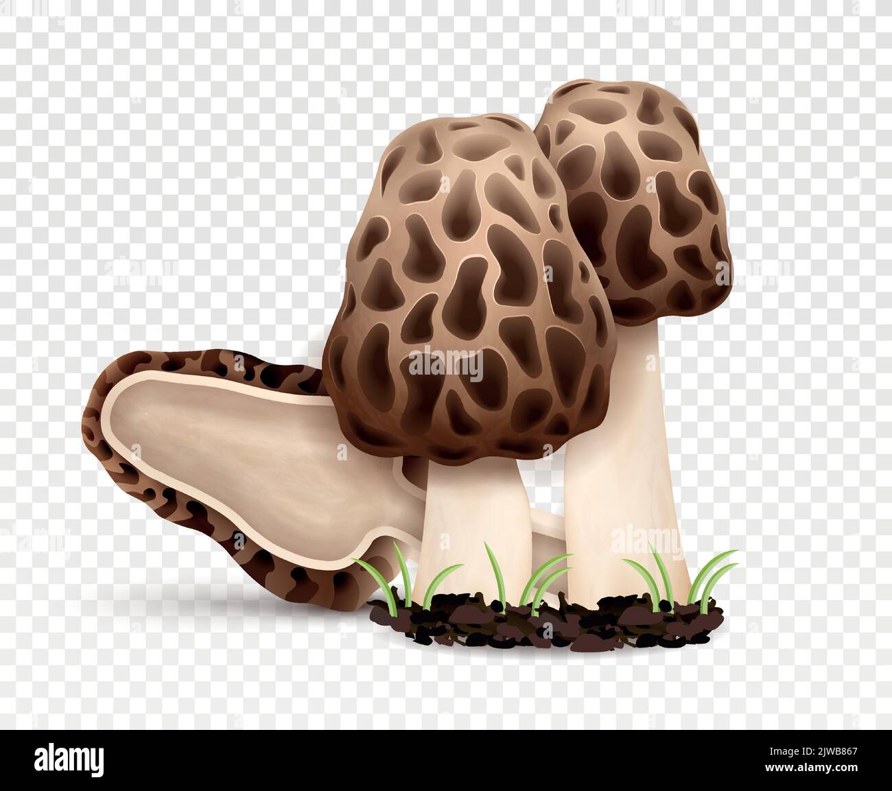 Morel mushrooms concept Stock Vector Image & Art - Alamy