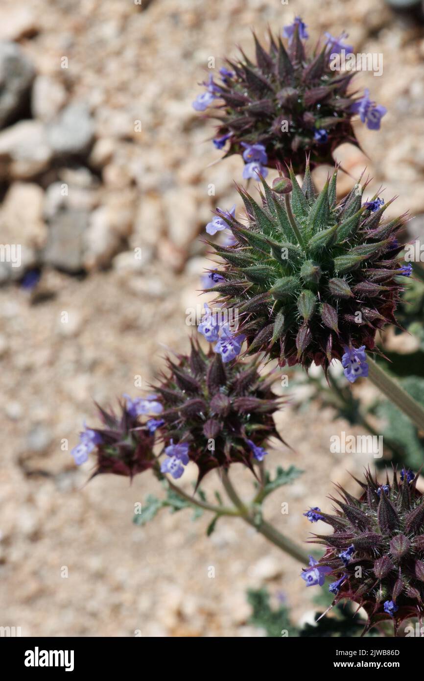 Blue flowering cymose head inflorescences of Chia, Salvia Columbariae ...