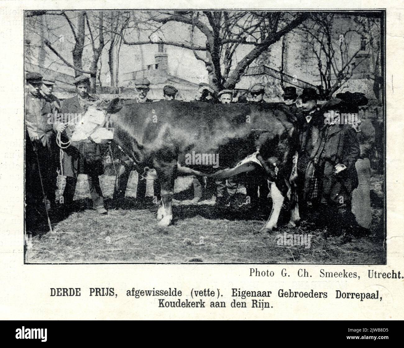 Third prize, alternated (fat). Owner brothers Dorrepaal,/ Koudekerk aan ...