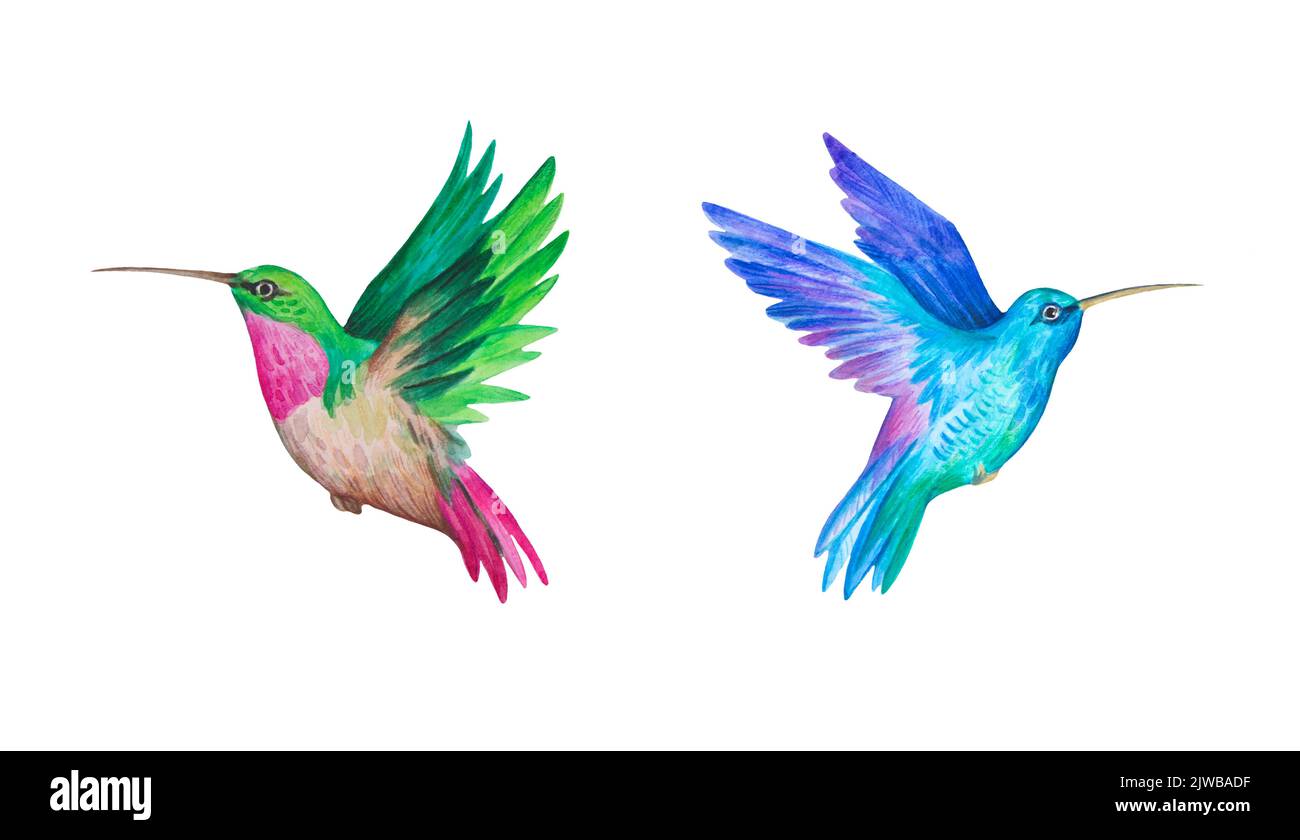 Hummingbirds. Watercolor illustration. Set of isolated elements for ...