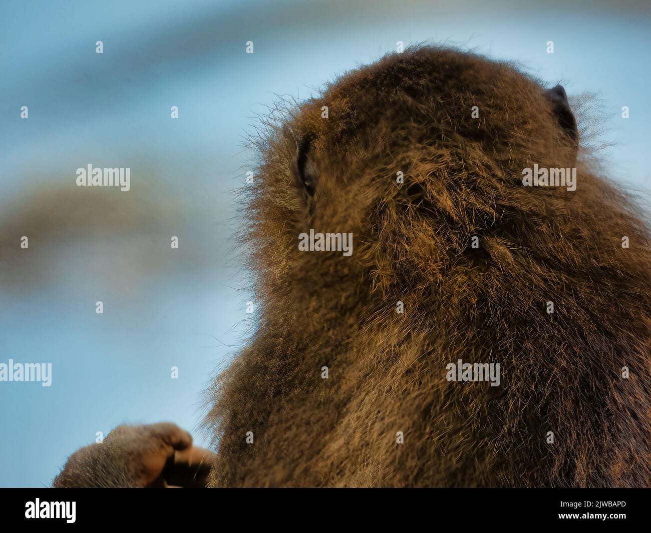A back view of a hairy monkey with bokeh background Stock Photo - Alamy