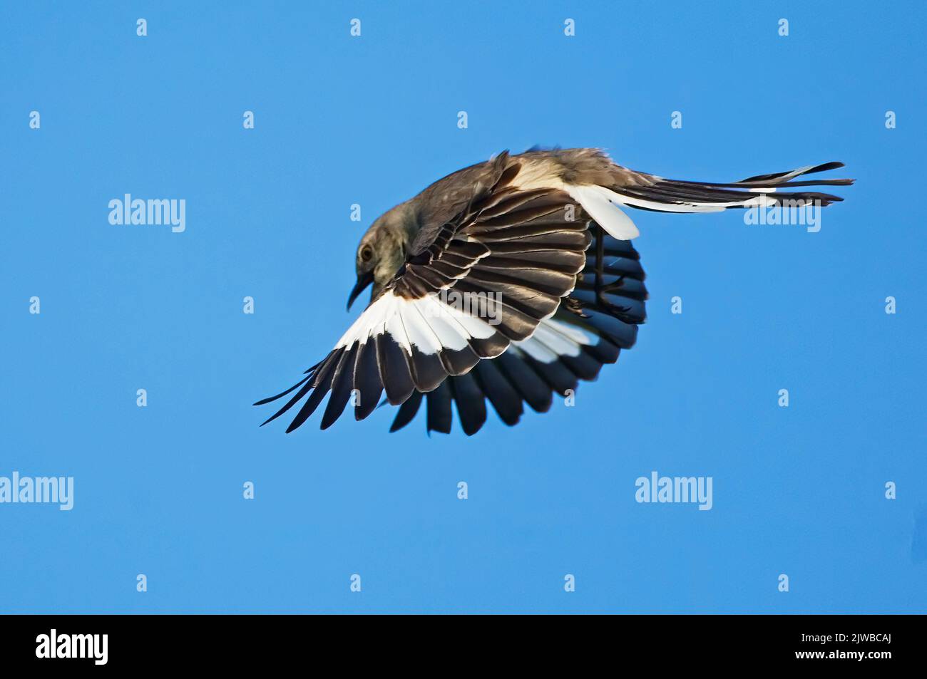 Northern mockingbird flight song Stock Photo - Alamy