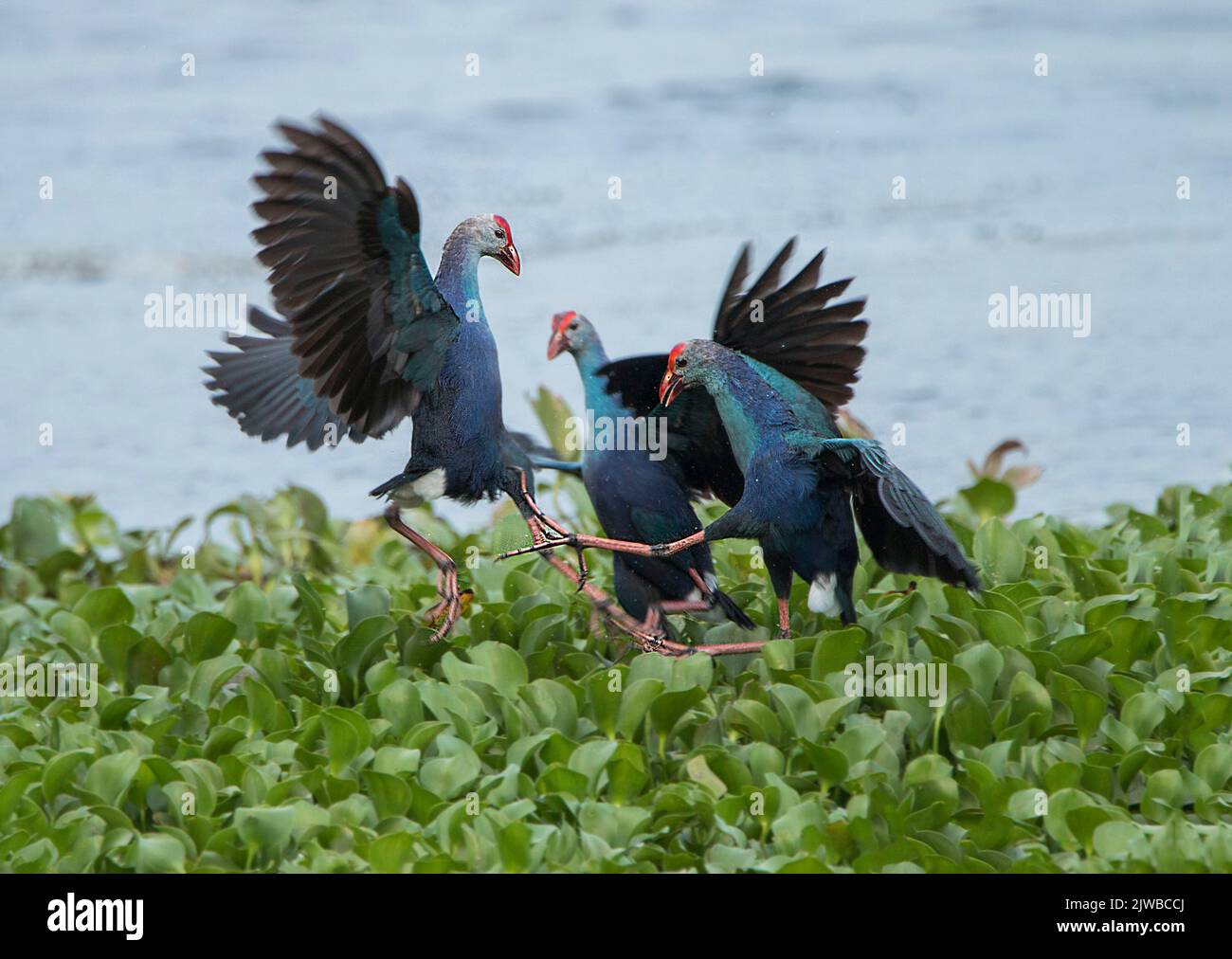 Birds of sri lanaka hi-res stock photography and images - Alamy
