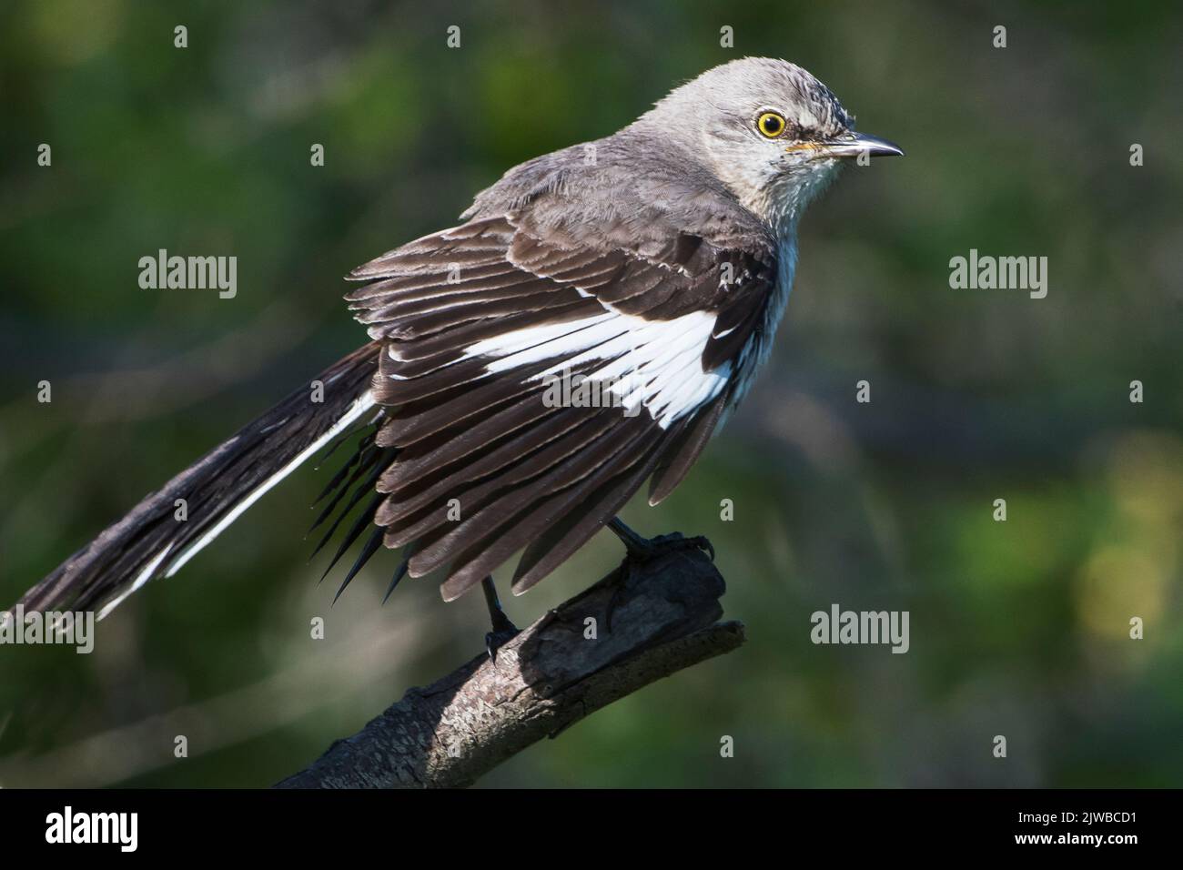 Northern mockingbird showing white wing patch Stock Photo - Alamy