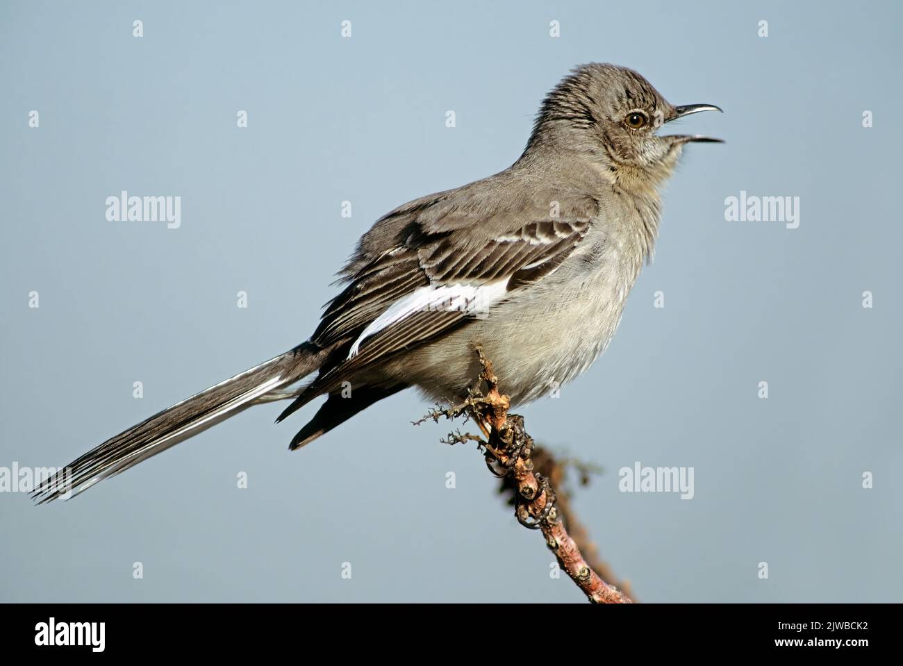 Northern Mockingbird Sings : What is the loud bird that sings at night ...