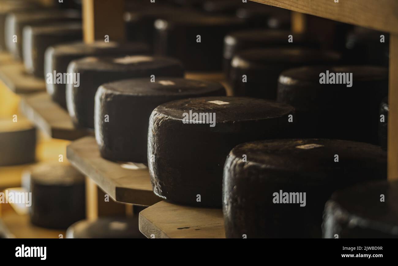 Cheeseheads with lie on the shelves of the storage for maturation. The ...