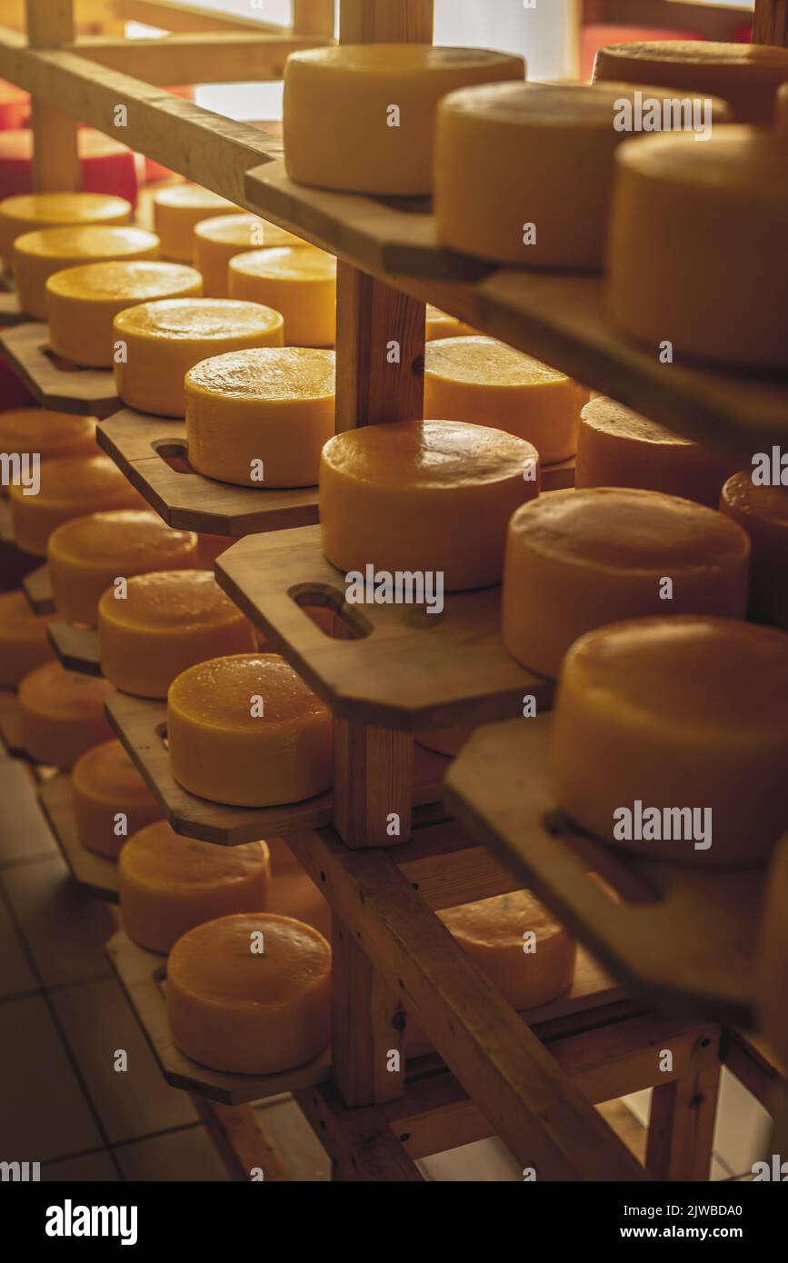 Cheeseheads with lie on the shelves of the storage for maturation. The ...