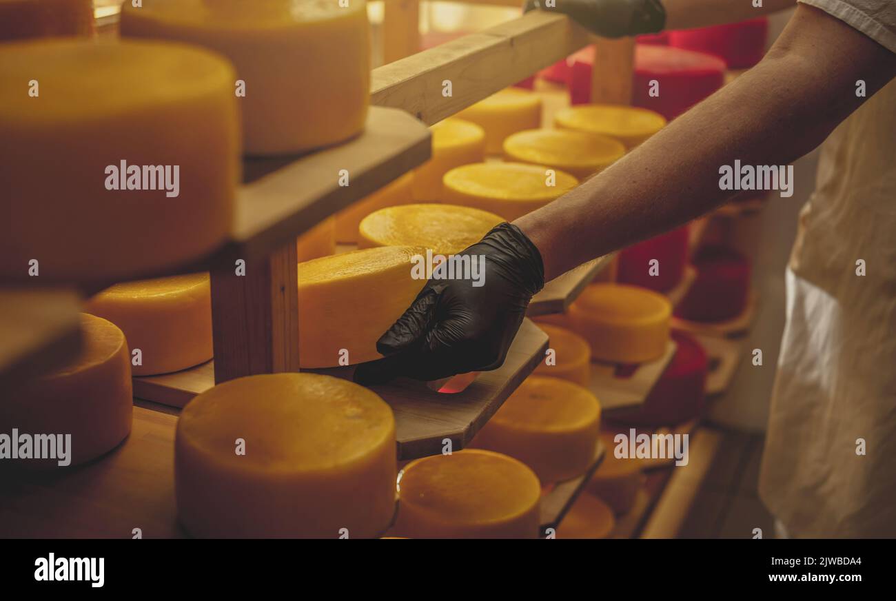 A farmer turns over cheese heads on wooden shelves in the cheese ...