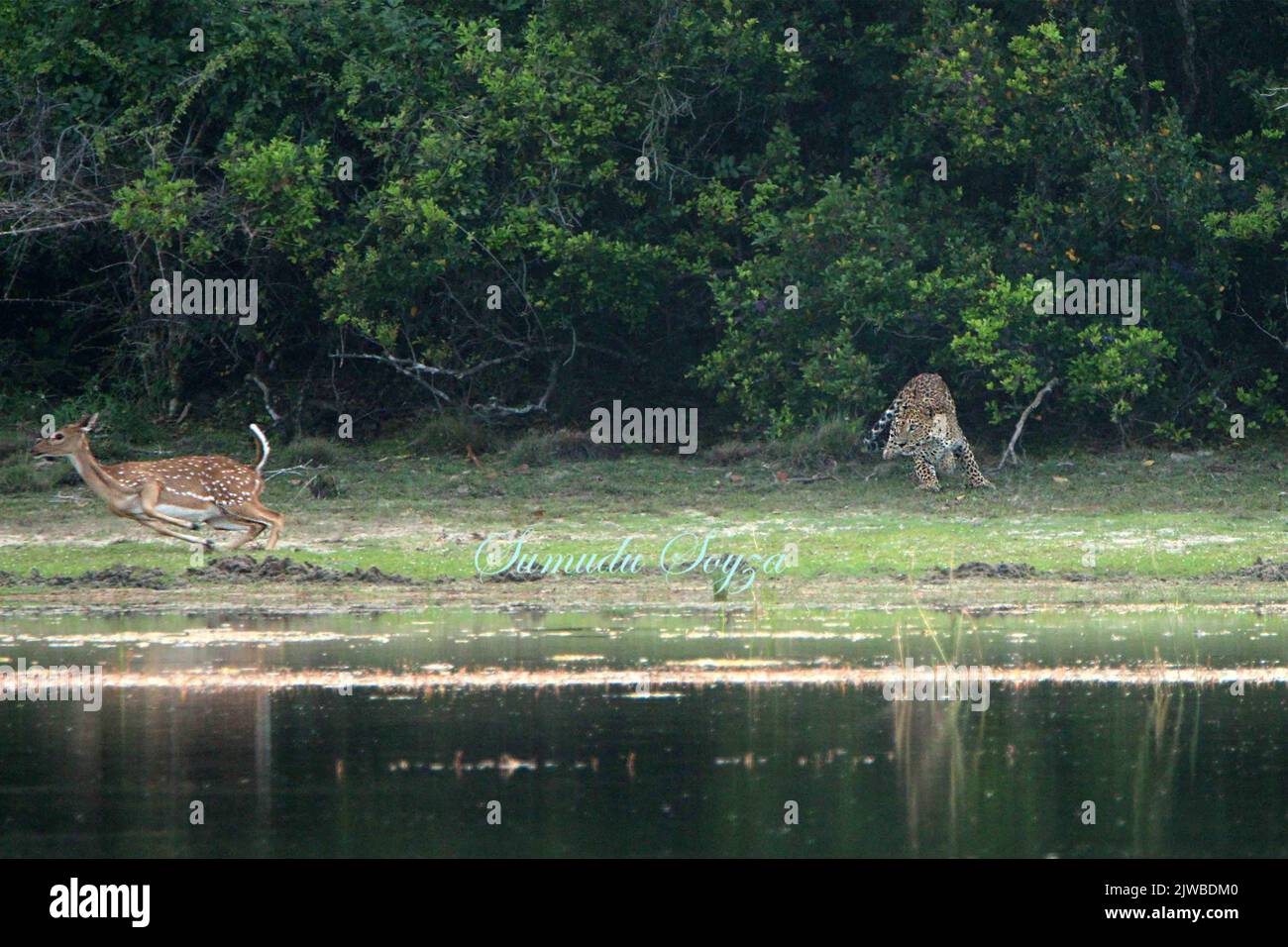 Leopards of Sri Lanka in the wild Stock Photo - Alamy