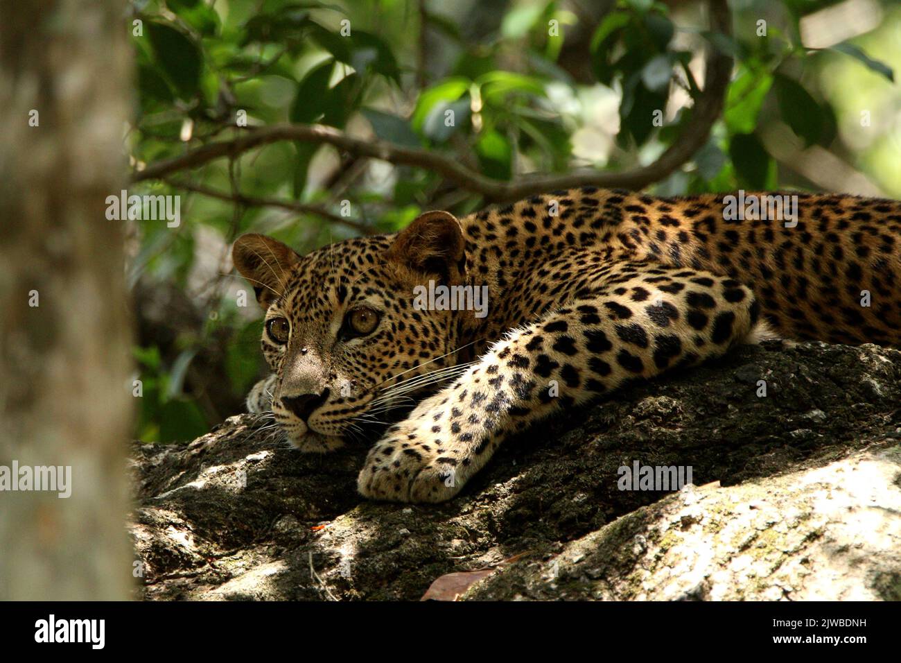 Leopards of Sri Lanka in the wild Stock Photo - Alamy