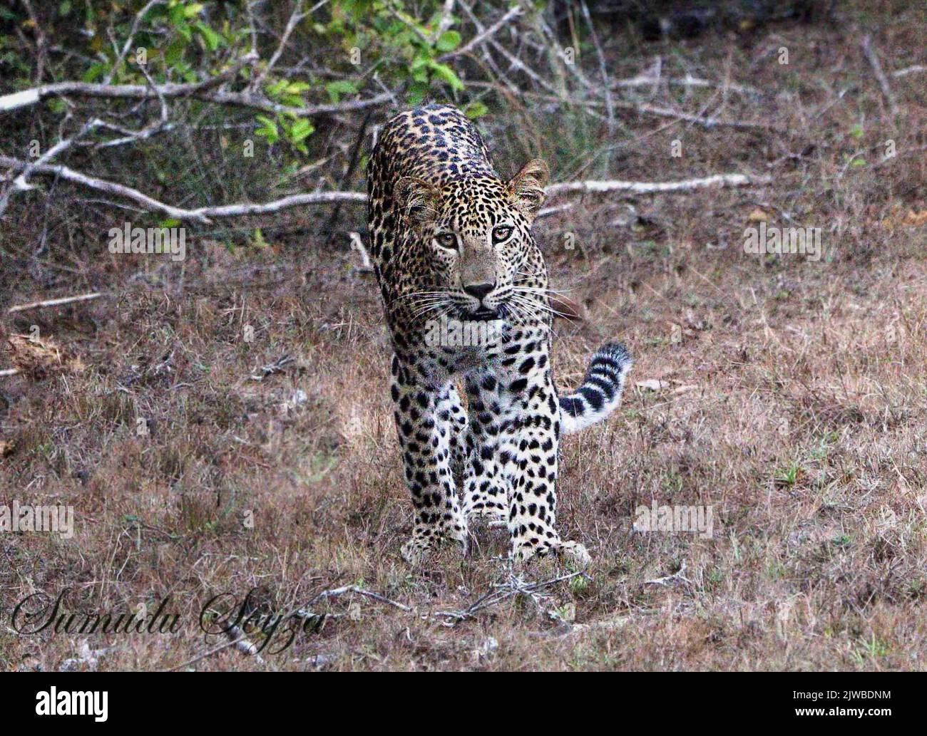 Yala leopards hi-res stock photography and images - Alamy