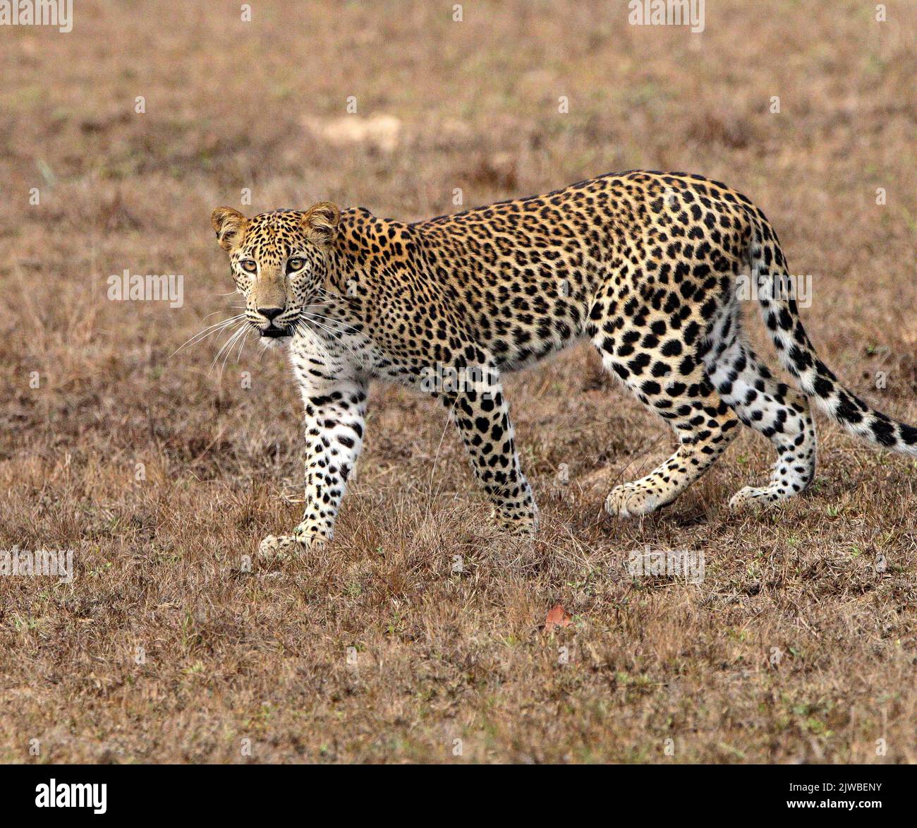Save the leopards hi-res stock photography and images - Alamy