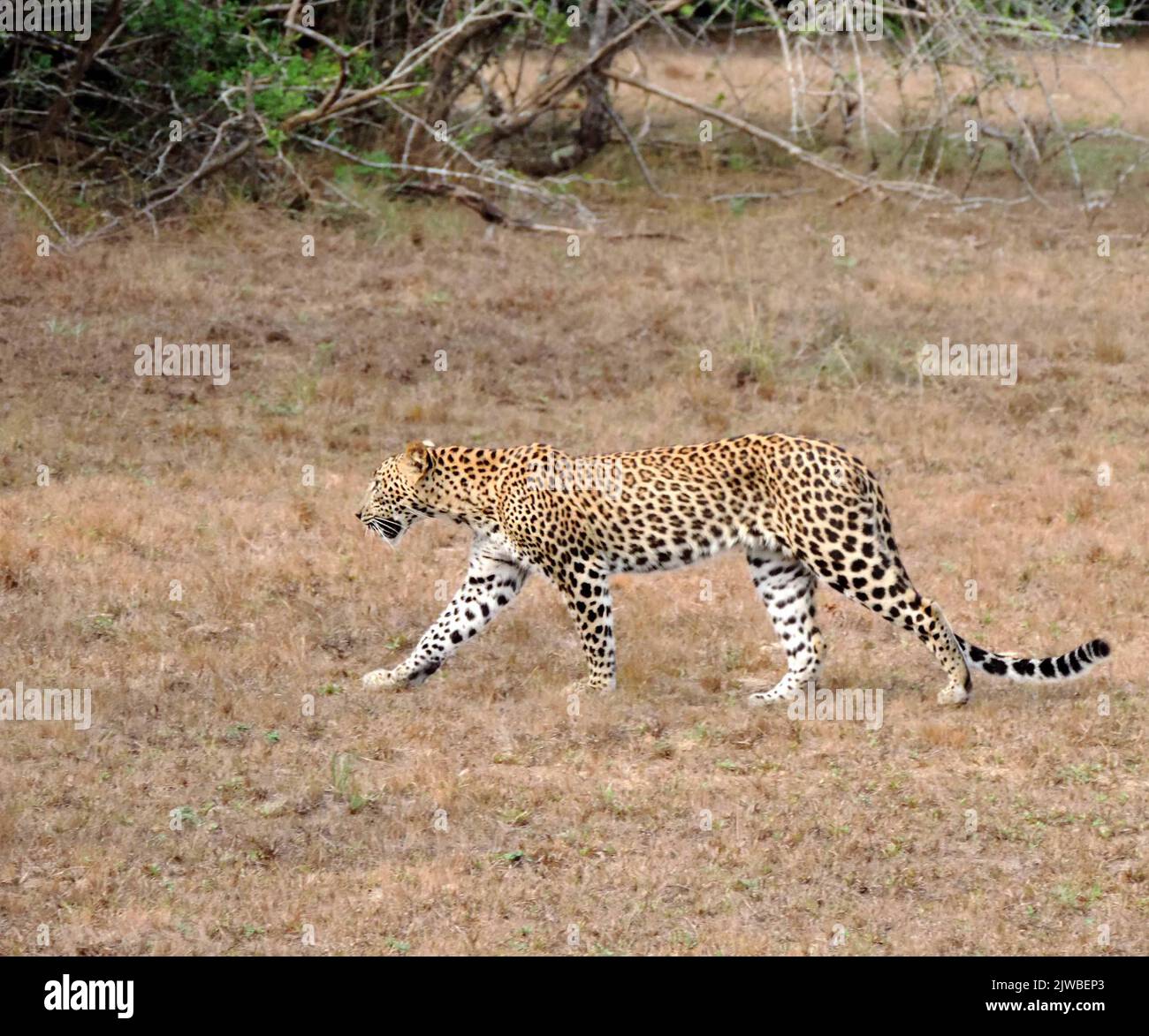 Save the leopards hi-res stock photography and images - Alamy