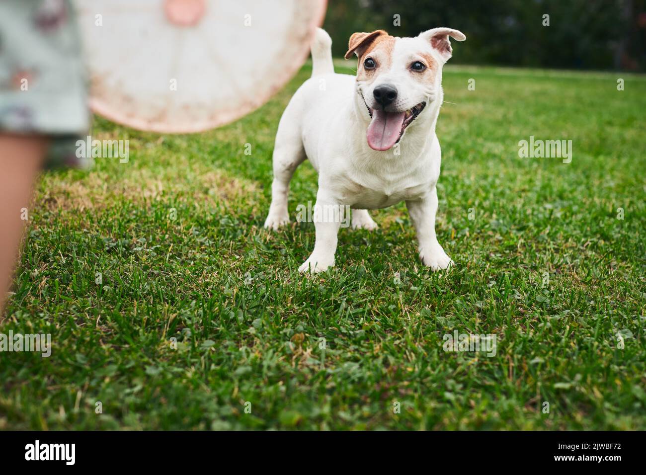 A playful Jack Russell dog in the backyard. The concept of a pet and ...