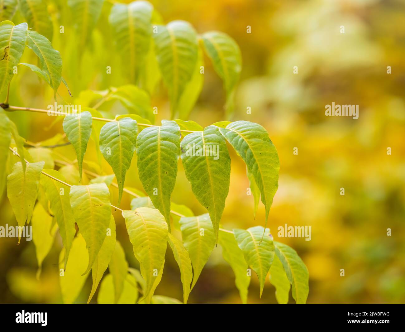 Manchurian ash hi-res stock photography and images - Alamy