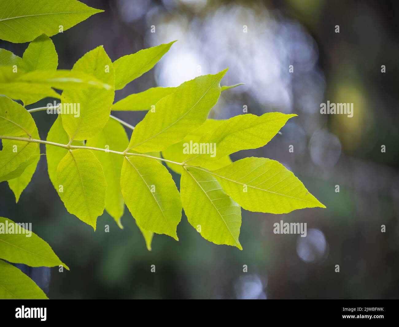 Branch with fresh green leaves of Juglans mandshurica, Manchurian ...