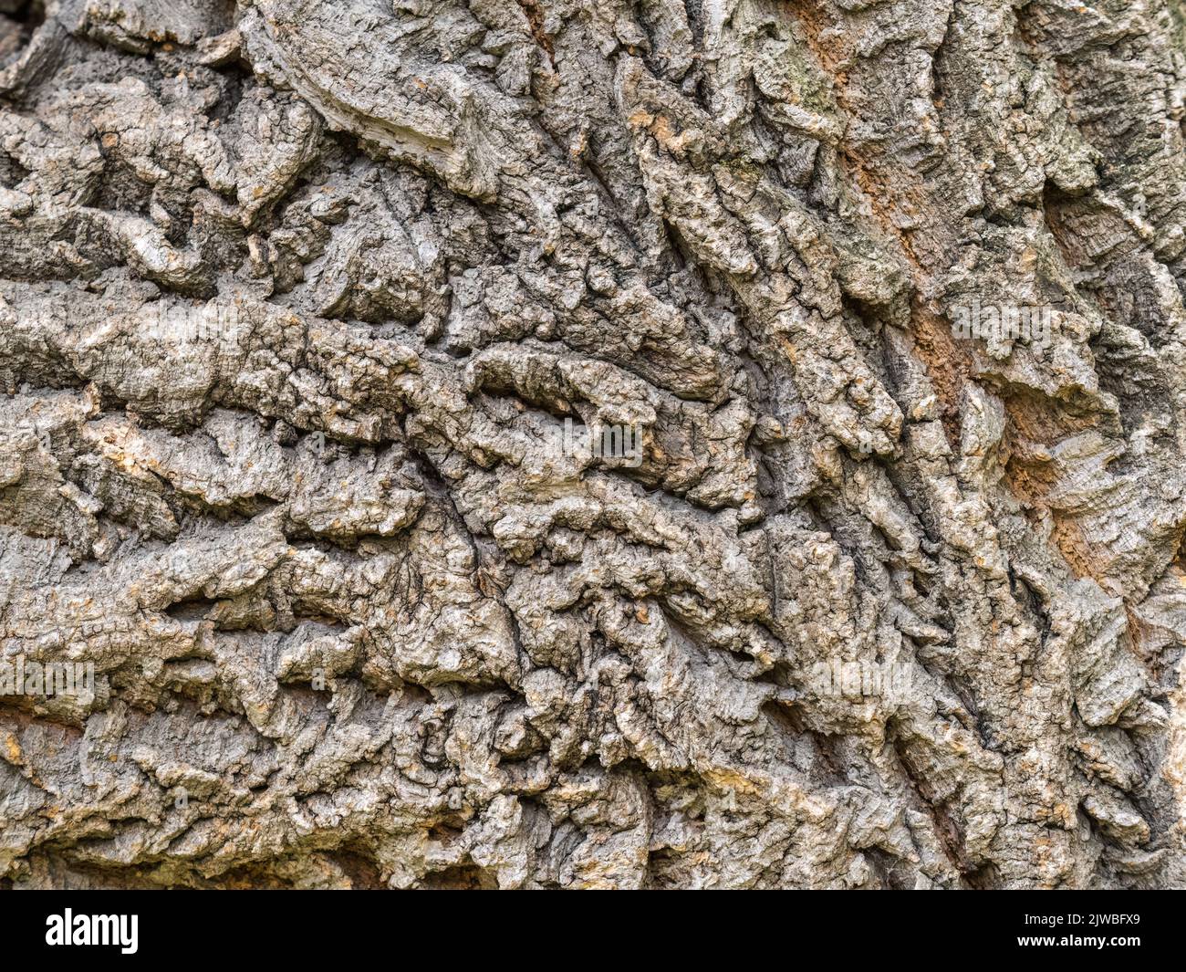 Cork bark texture with a hollow. Tree bark texture. Natural background ...