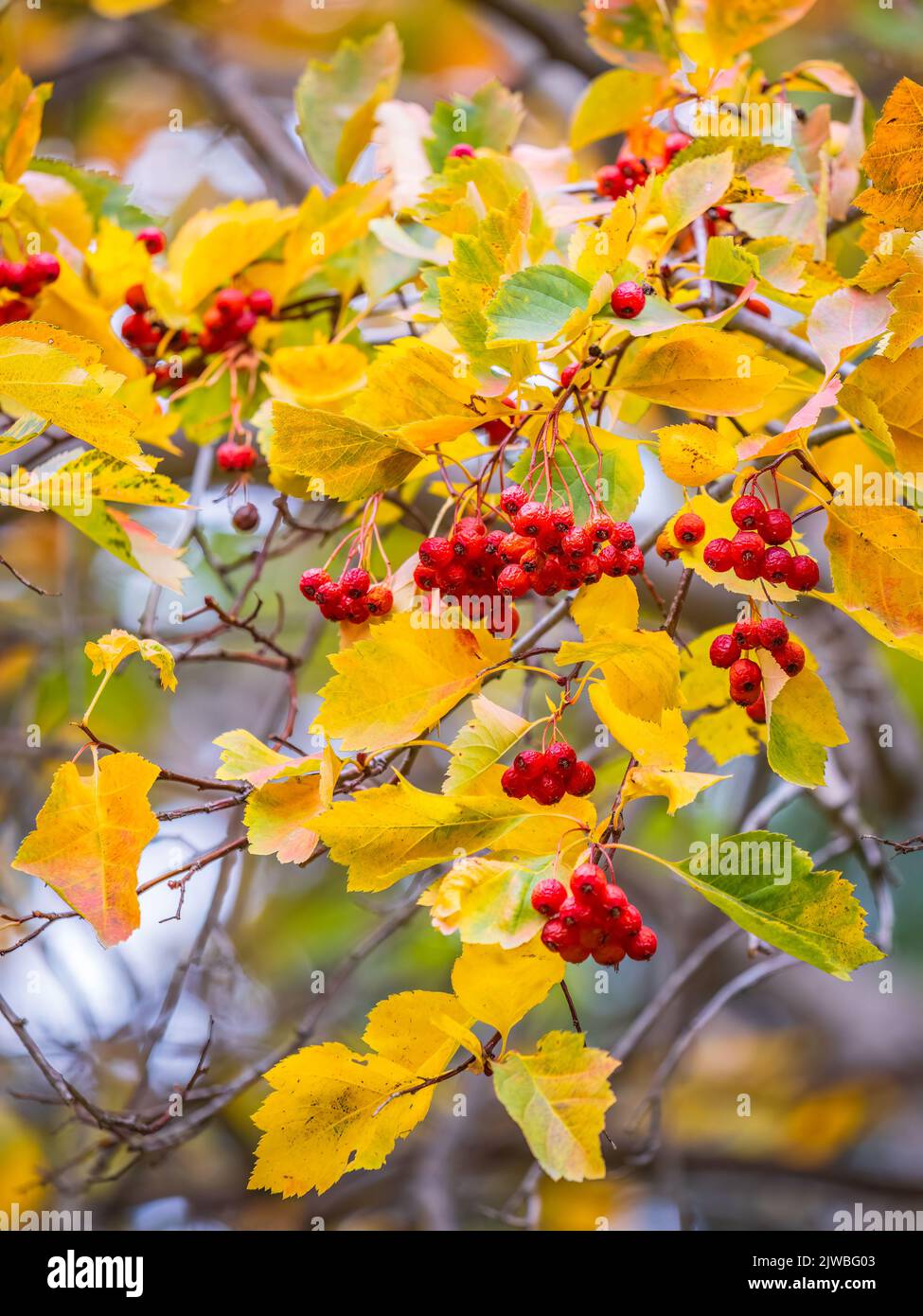 Autumn hawthorn branch with red berries and yellow green leaves on a ...