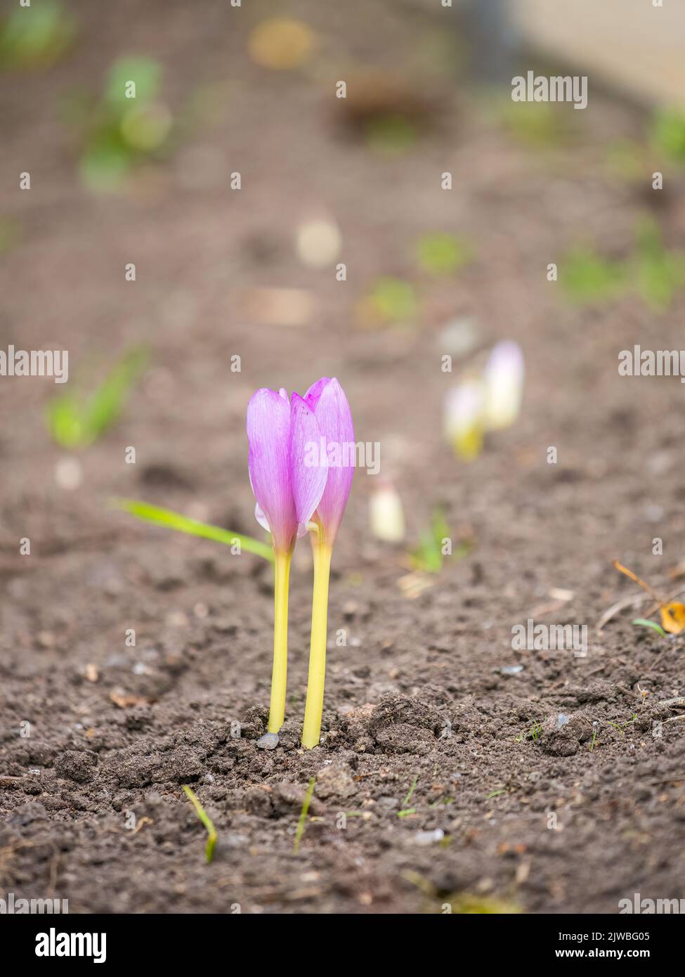 Autumn purple crocuses bloomed above the ground. Close-up of a group of ...