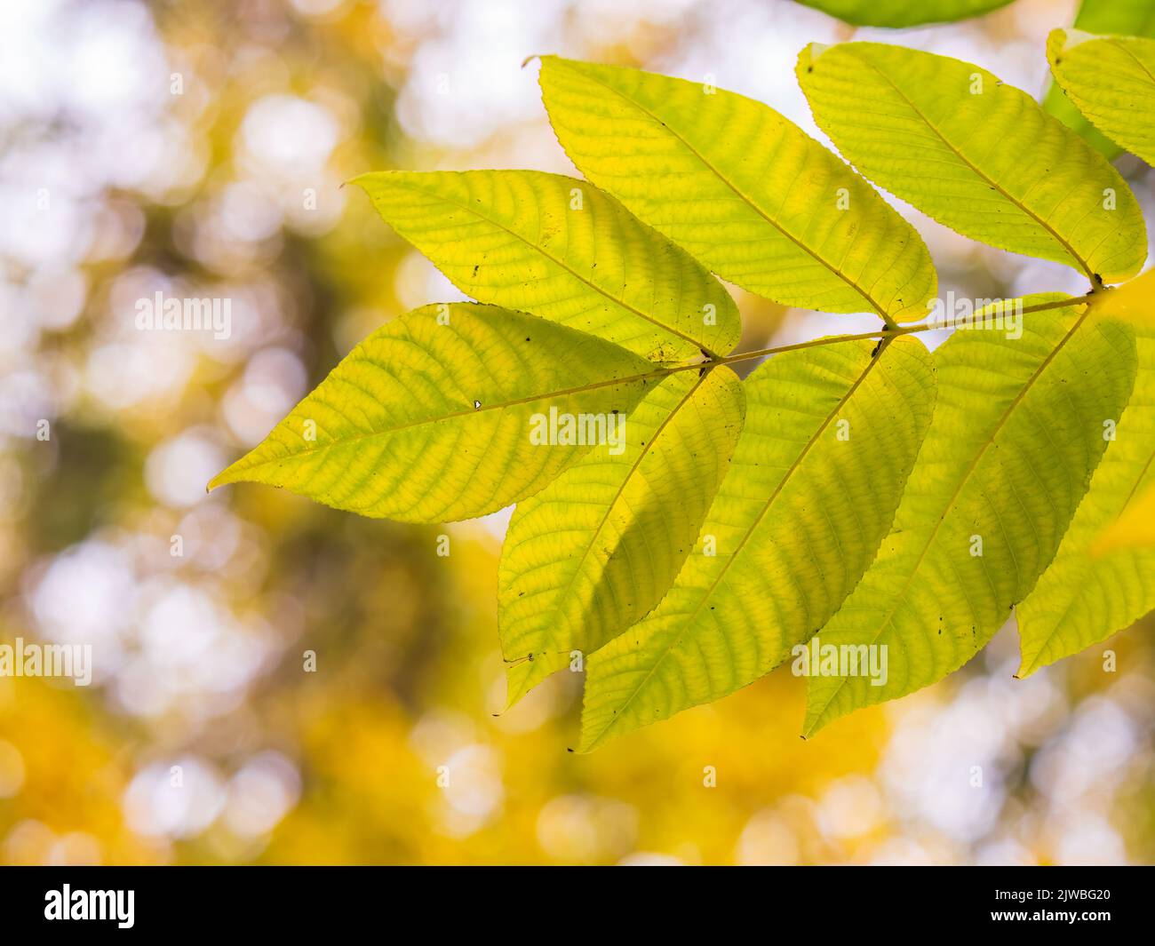 Manchurian ash hi-res stock photography and images - Alamy
