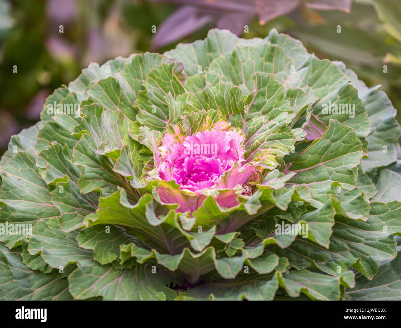 Close up of endless field with green leaves and purple veins of red ...