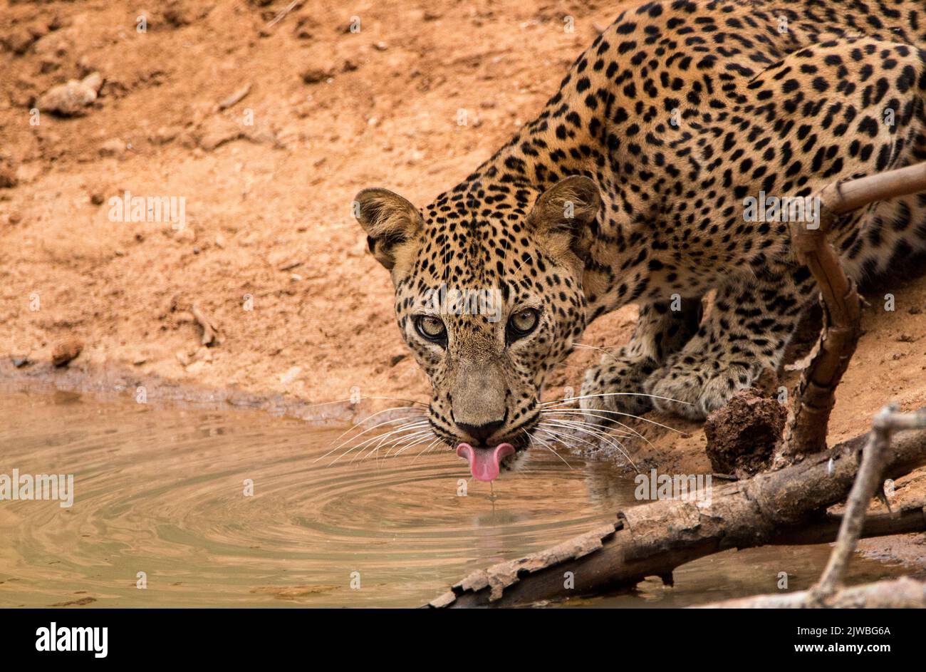 Leopard of Sri Lanka Stock Photo - Alamy