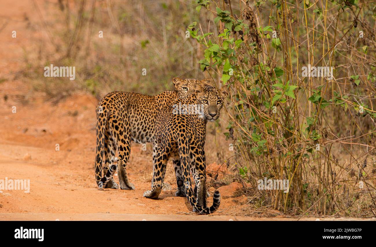 Leopard of Sri Lanka Stock Photo - Alamy
