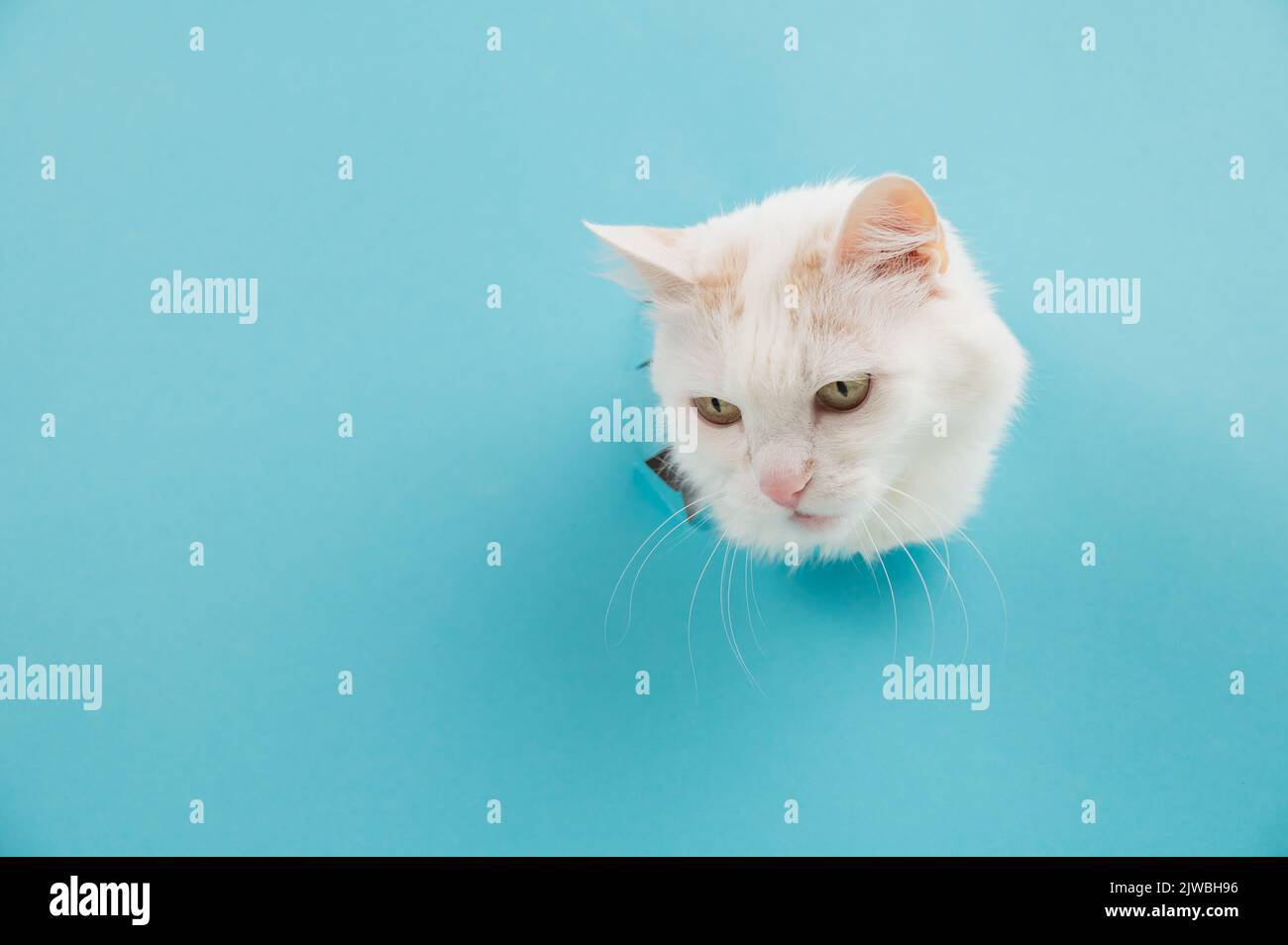 Bela fluffy cat stuck her head out of a hole in a paper blue background ...