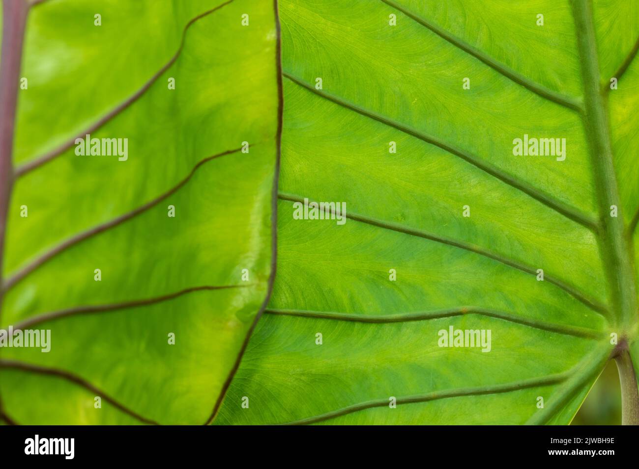 Tropical leaves seamless patterns hi-res stock photography and images ...
