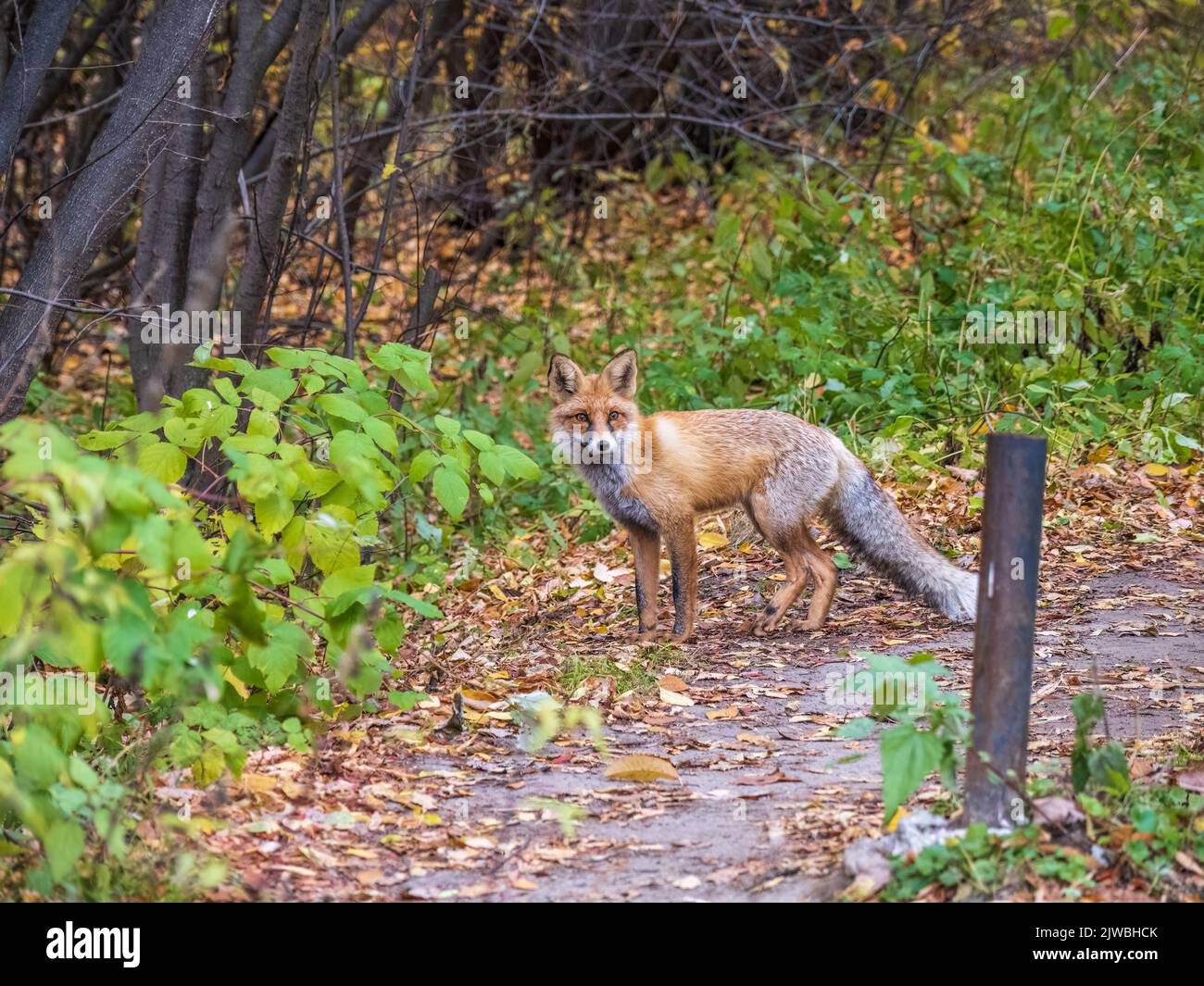 The red fox Vulpes vulpes walks along a path in autumn forest Stock Photo - Alamy