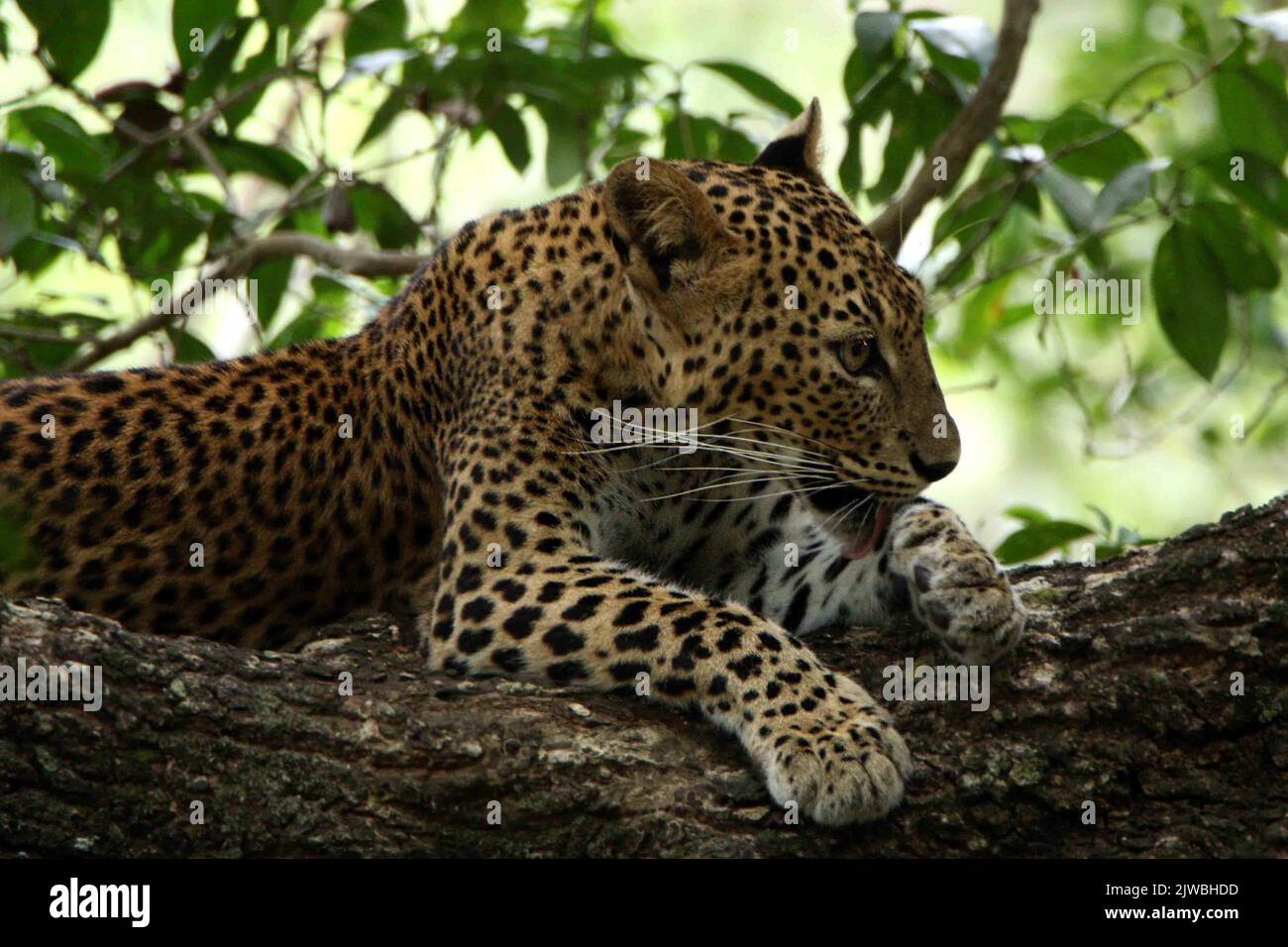 Leopard of Sri Lanka Stock Photo - Alamy