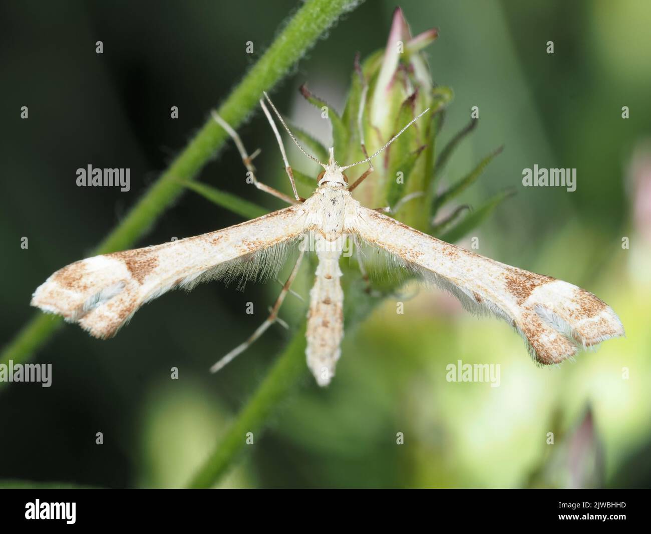 Moth identified as a plume moth from tribe Platyptiliini, likely ...