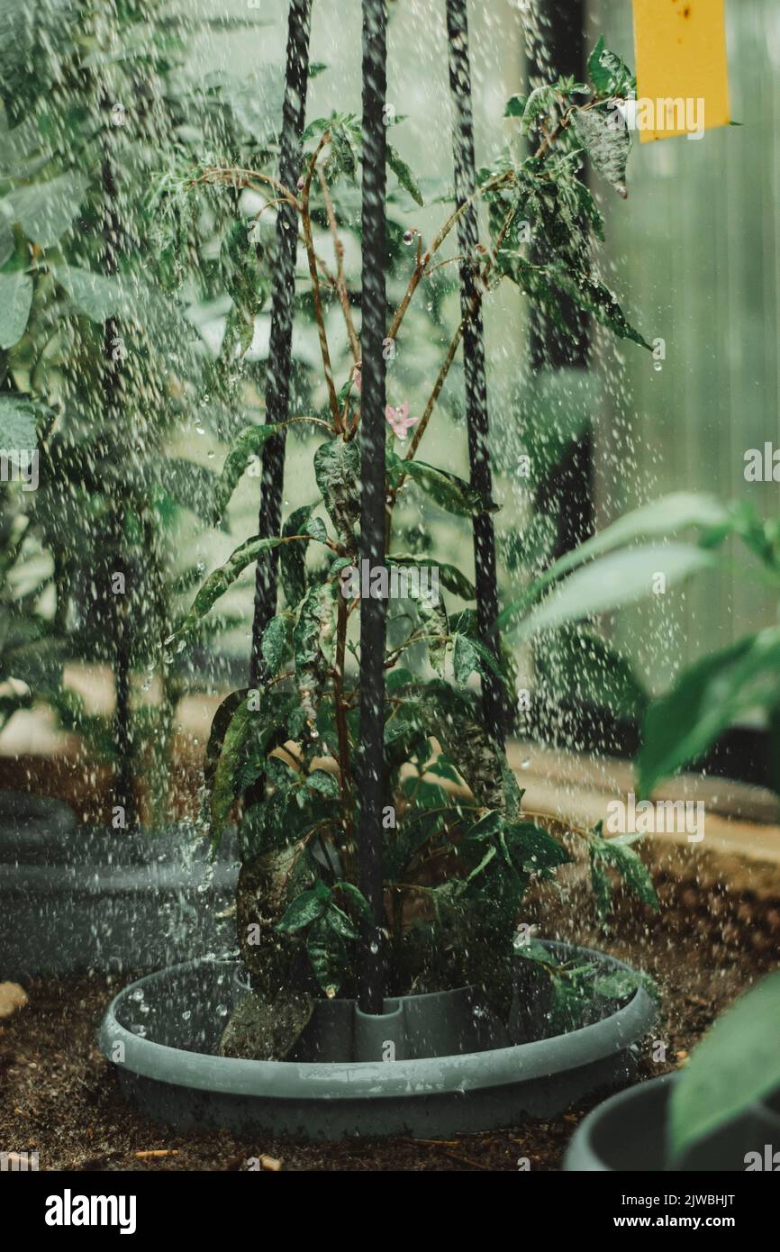 A plant in a garden being watered, vertical shot Stock Photo - Alamy