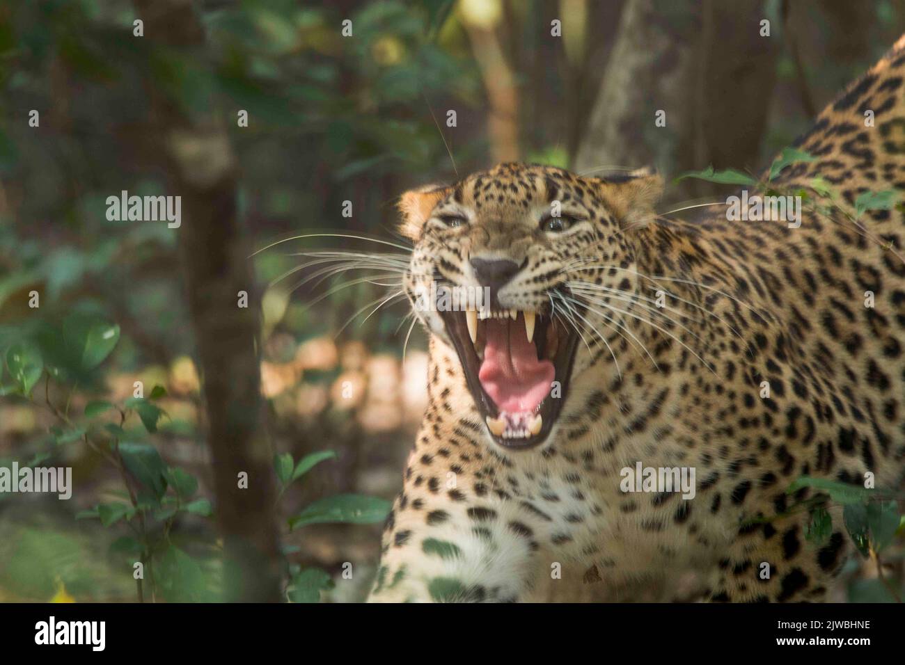 Save the leopards hi-res stock photography and images - Alamy