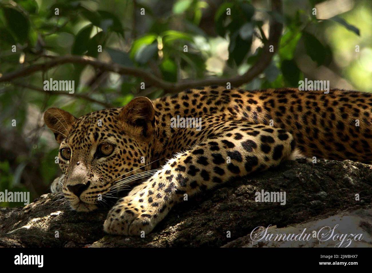 Leopard of Sri Lanka Stock Photo - Alamy