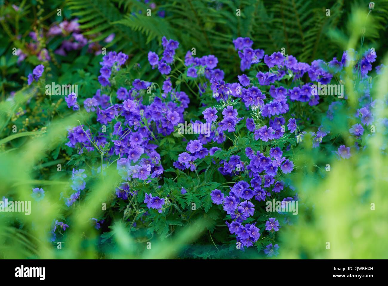 Meadow Geranium - also Geranium pratense - Johnsons Blue. Meadow ...