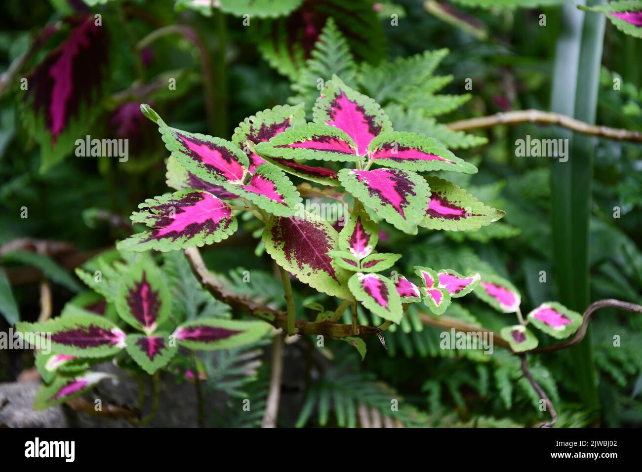 A wild plant with green leaves and a deep pink core in Taiwan Stock ...