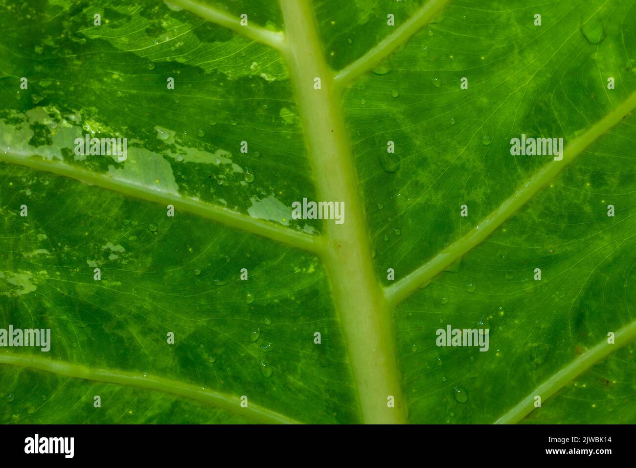 Beautiful patterned colored leaves of the caladium color tree Stock ...