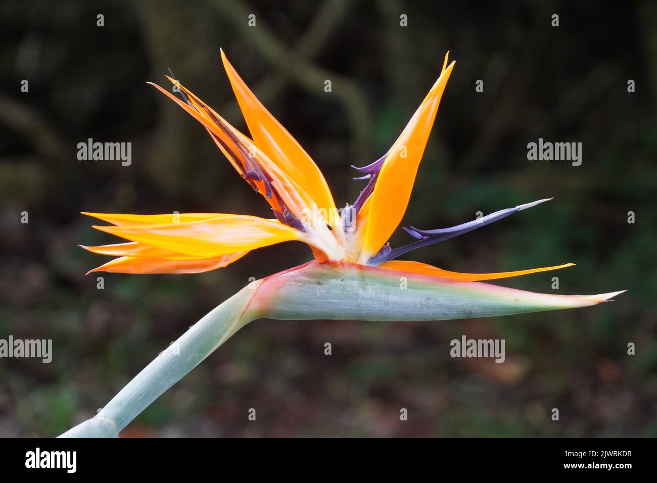Bird of paradise Stock Photo - Alamy