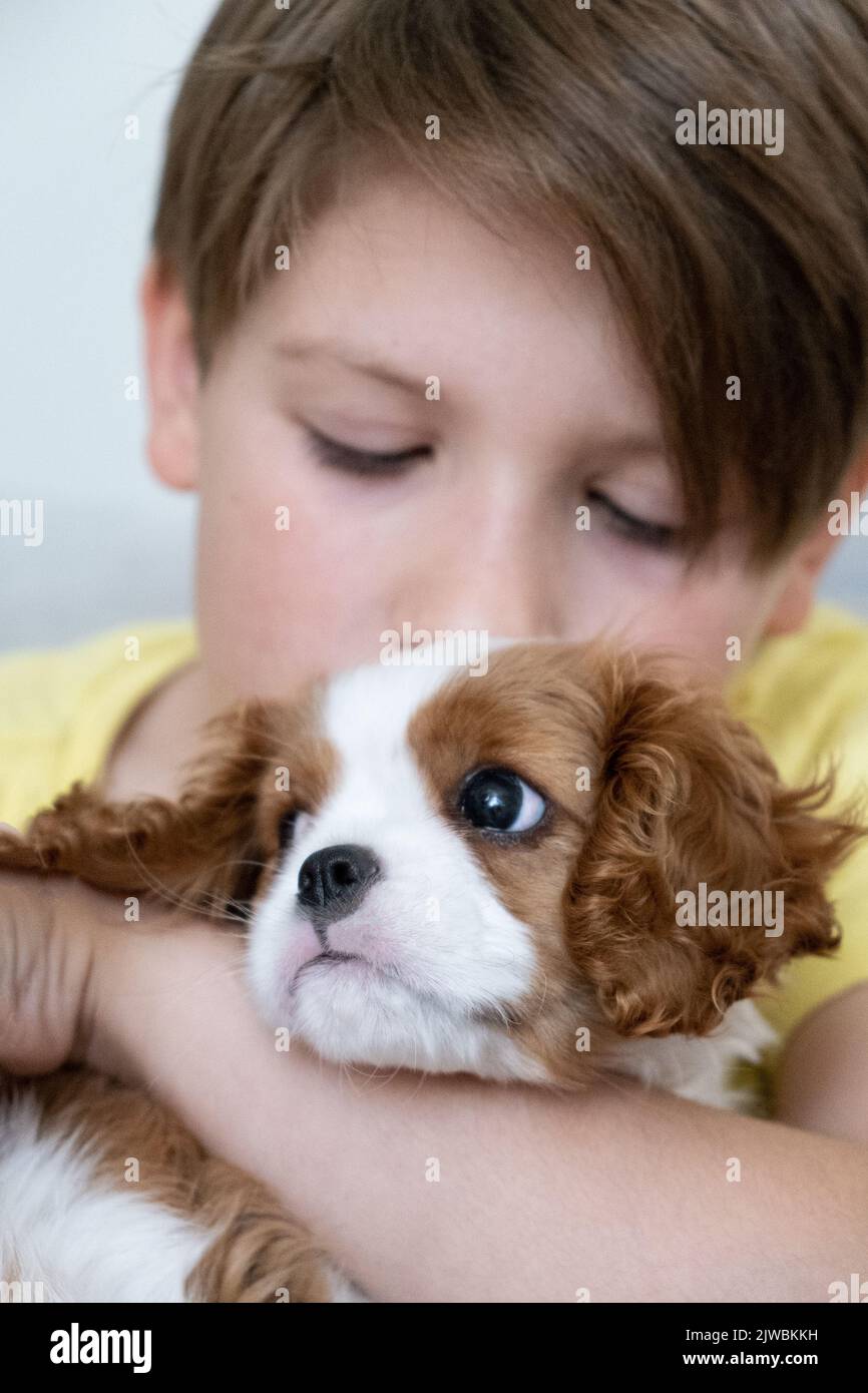 Boy holding a puppy Cavalier King Charles Spaniel Blenheim. Close up ...