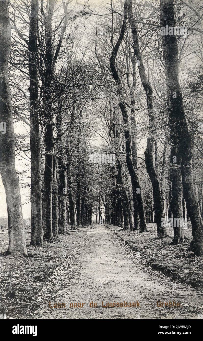 Face in the Louiselaan in the forest in the Grebbe (municipality of ...