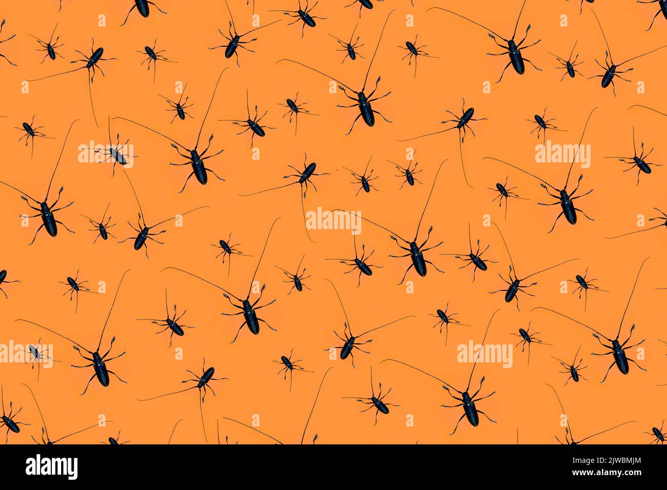 Halloween pattern made with creepy black beetles with long whiskers on ...