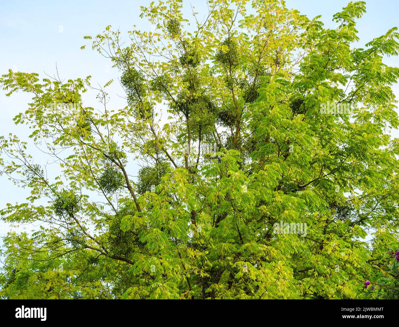 Mistletoe on green tree against the background of the sky Stock Photo ...