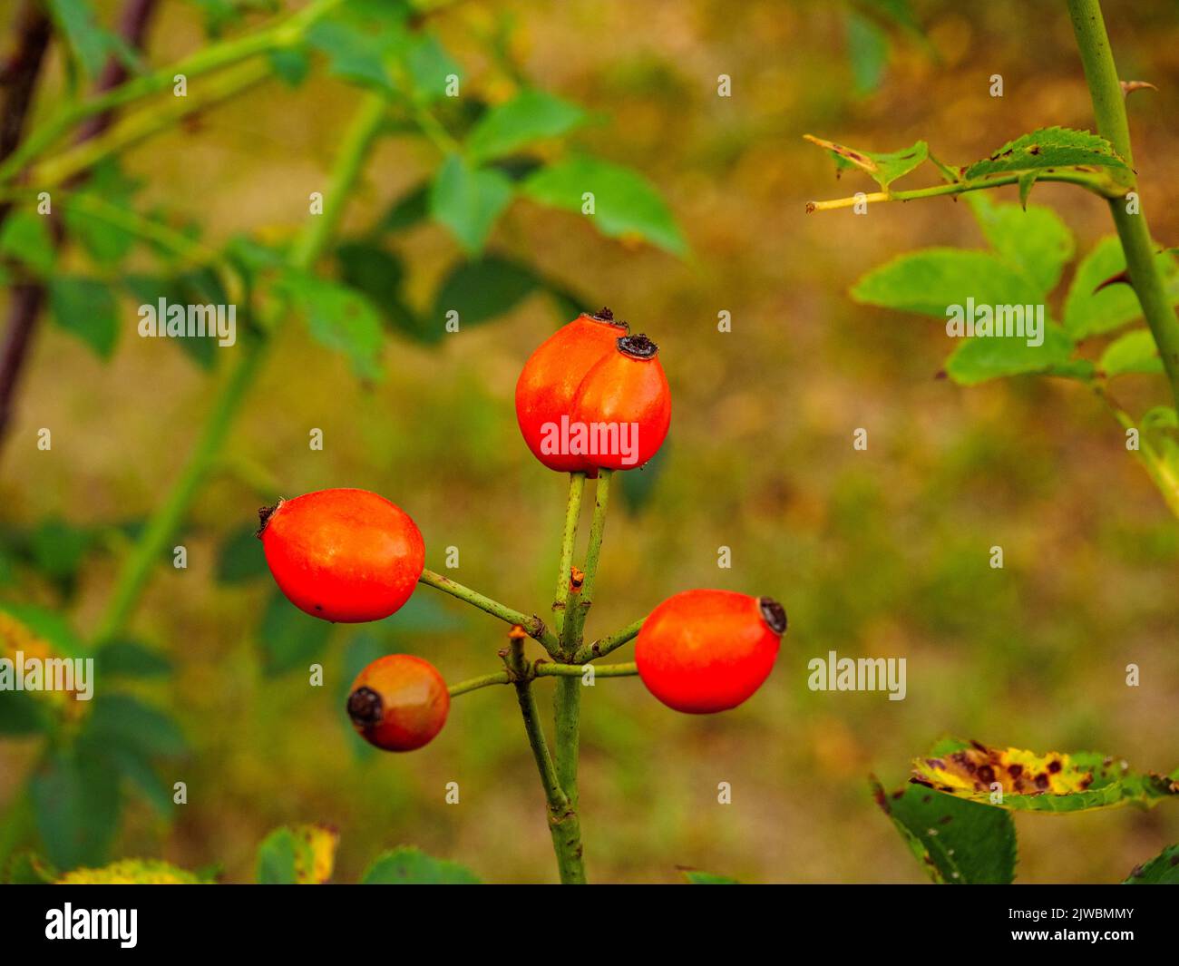 Close-up of red rose hips against a background of green leaves Stock ...