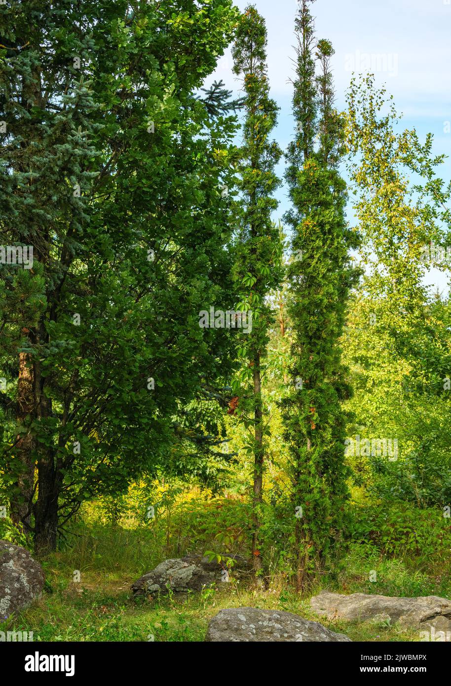 Thin tall trees hi-res stock photography and images - Alamy
