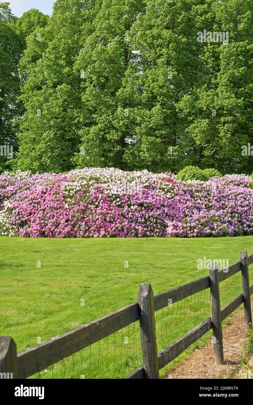 Beautiful budding flowers. garden flowers growing outside Stock Photo ...