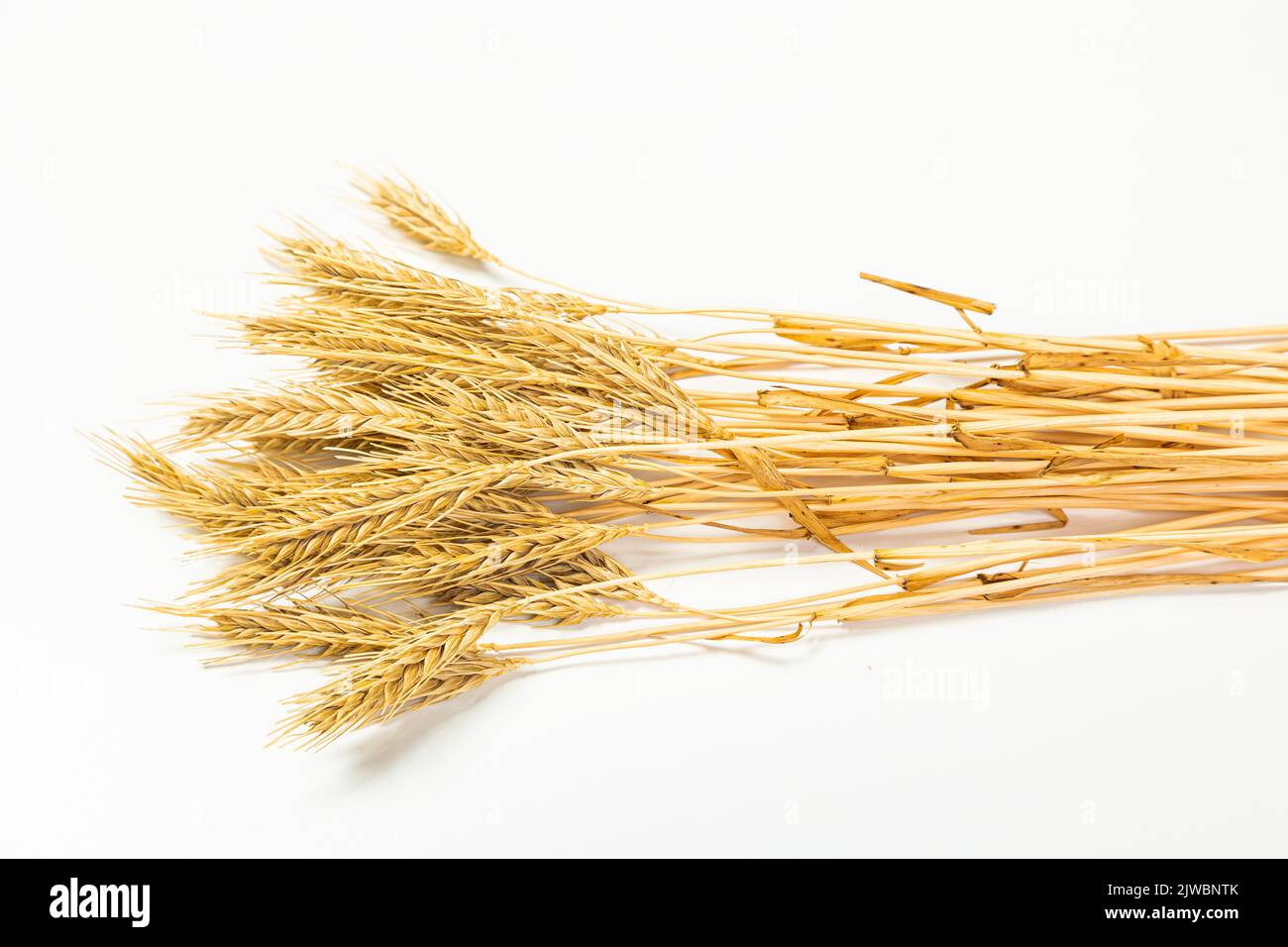 Seeds of ripe wheat on a white background. A whole crop of wheat germ ...