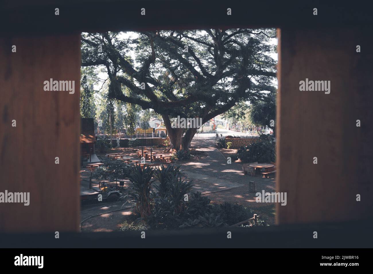 de Djawatan Forest in Banyuwangi, East Java, Indonesia Stock Photo - Alamy