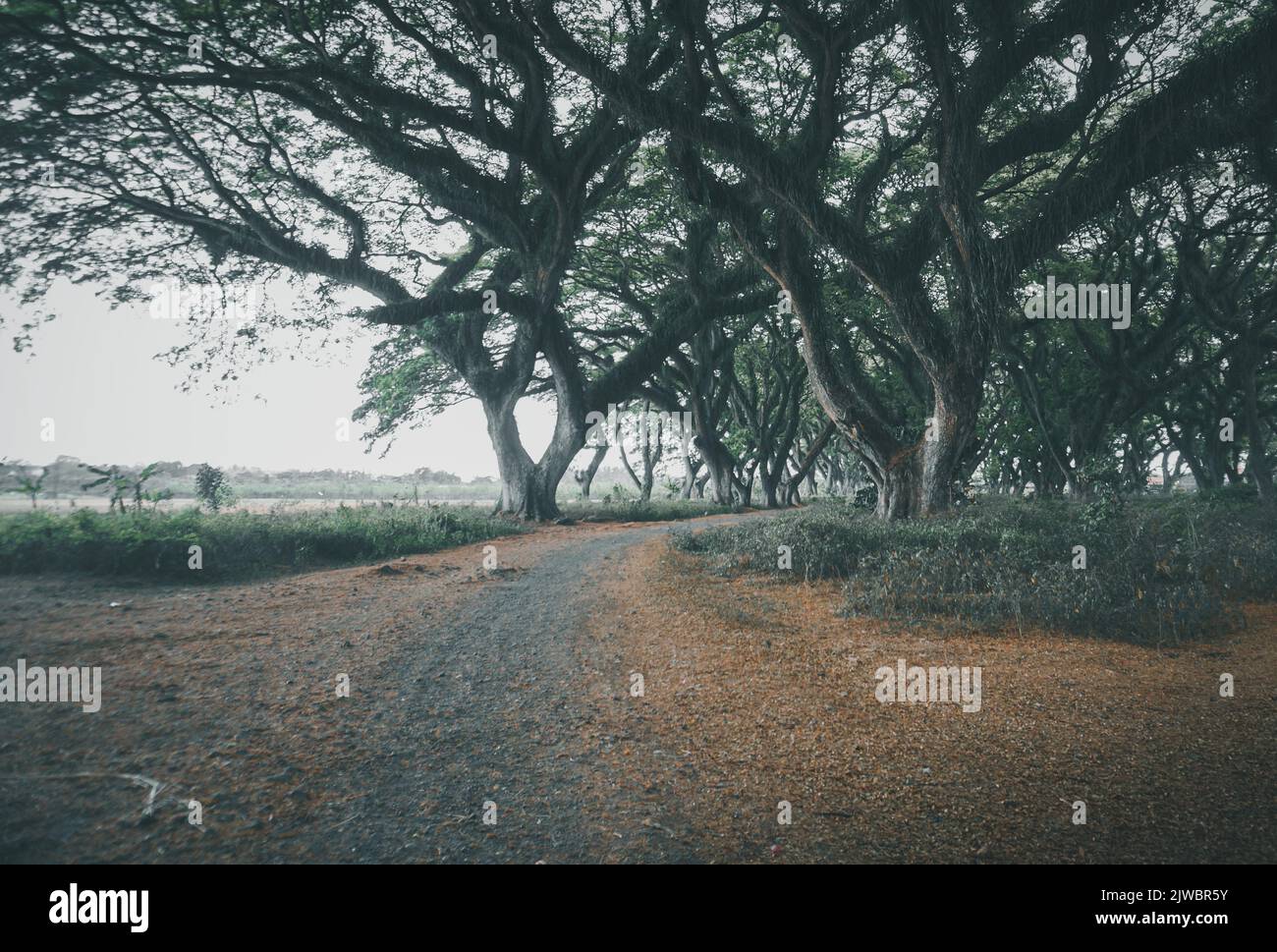 Djawatan forest hi-res stock photography and images - Alamy